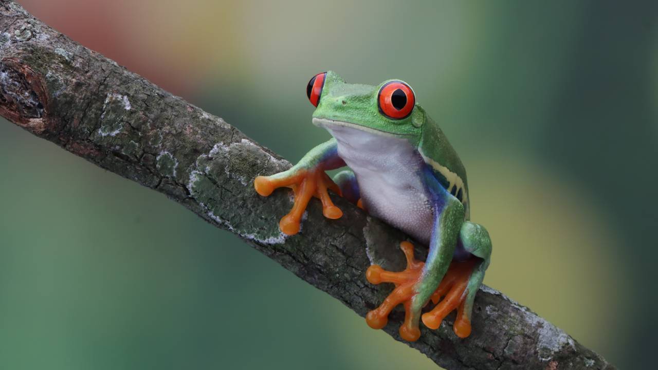 ¿Están las ranas en peligro de extinción? Es lo que se sabe