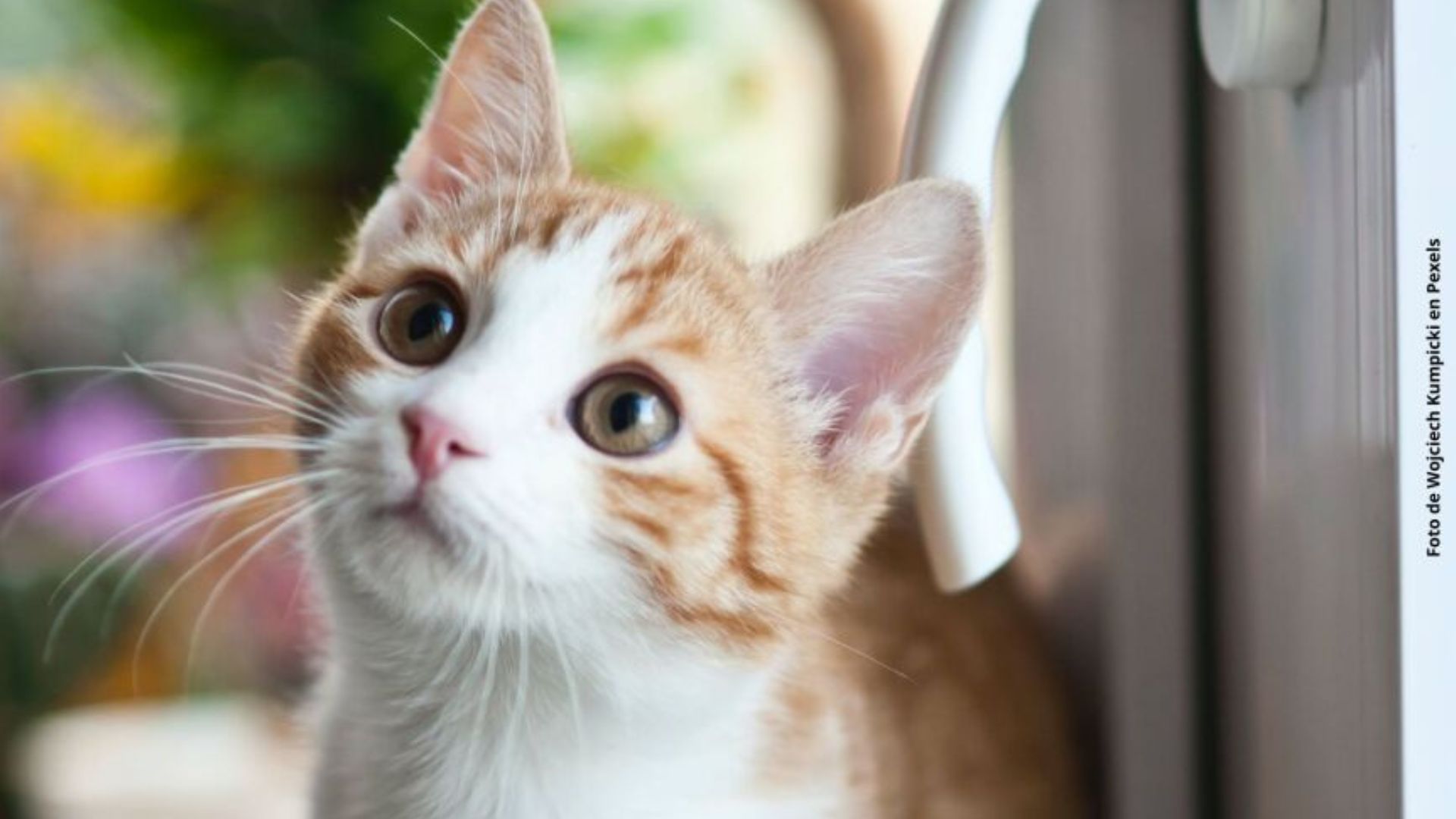 ¿Cómo darte cuenta si tu gato se siente mal?