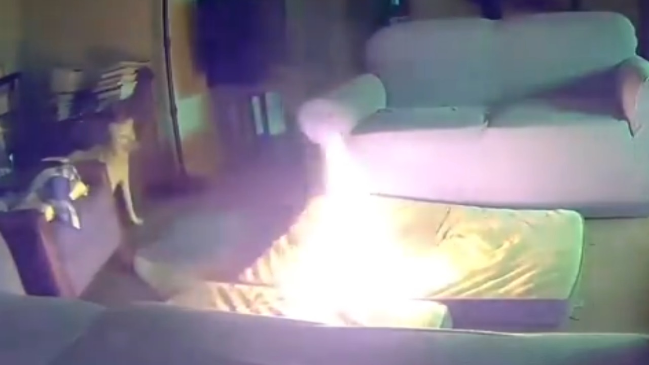 Perrito provoca fuerte incendio de casa tras morder una batería
