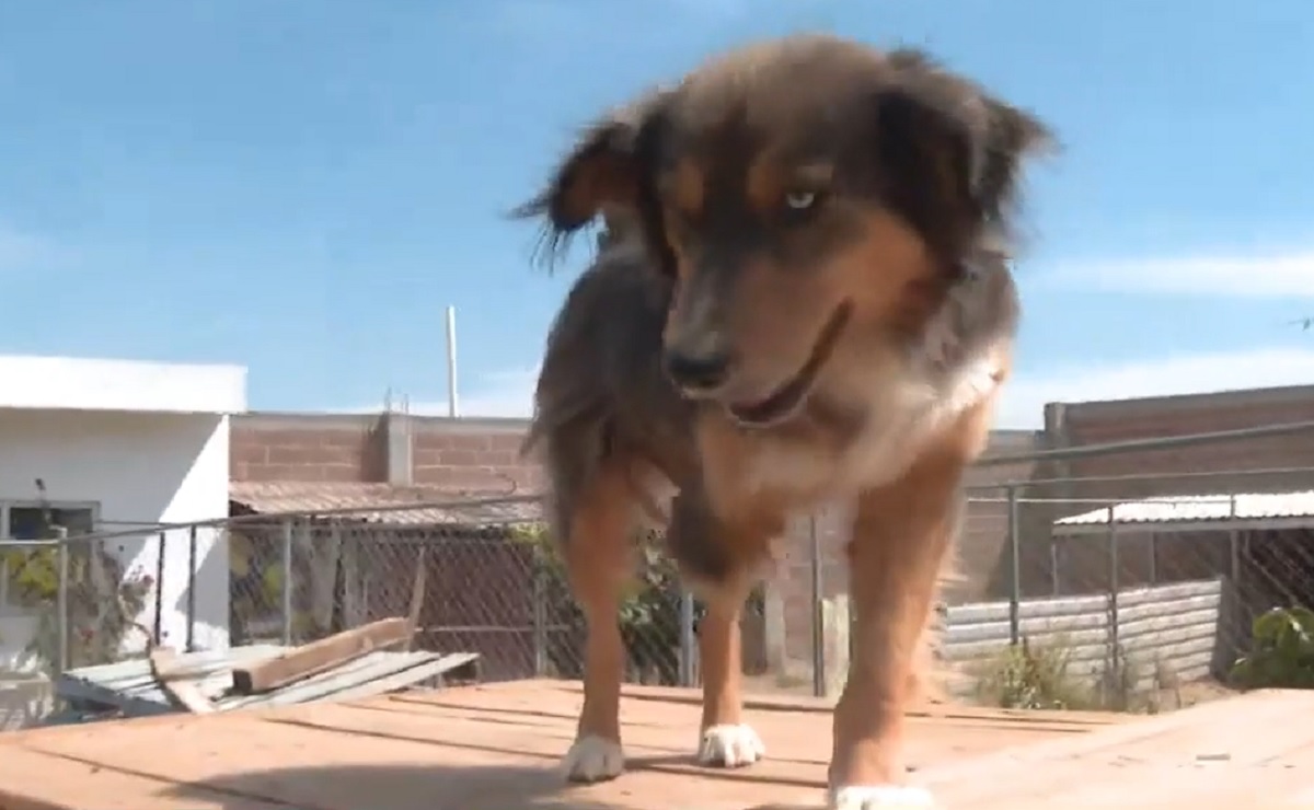Perrito Polo recibió un machetazo en Puenla; hoy busca amor