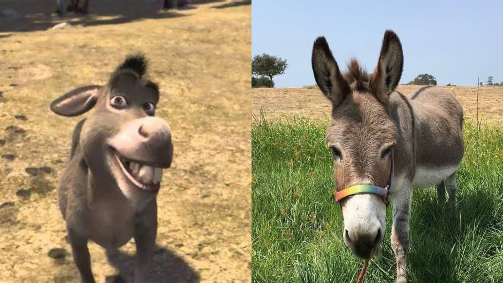 ¿Cómo murió Perry?, el burro que inspiró el personaje de Shrek