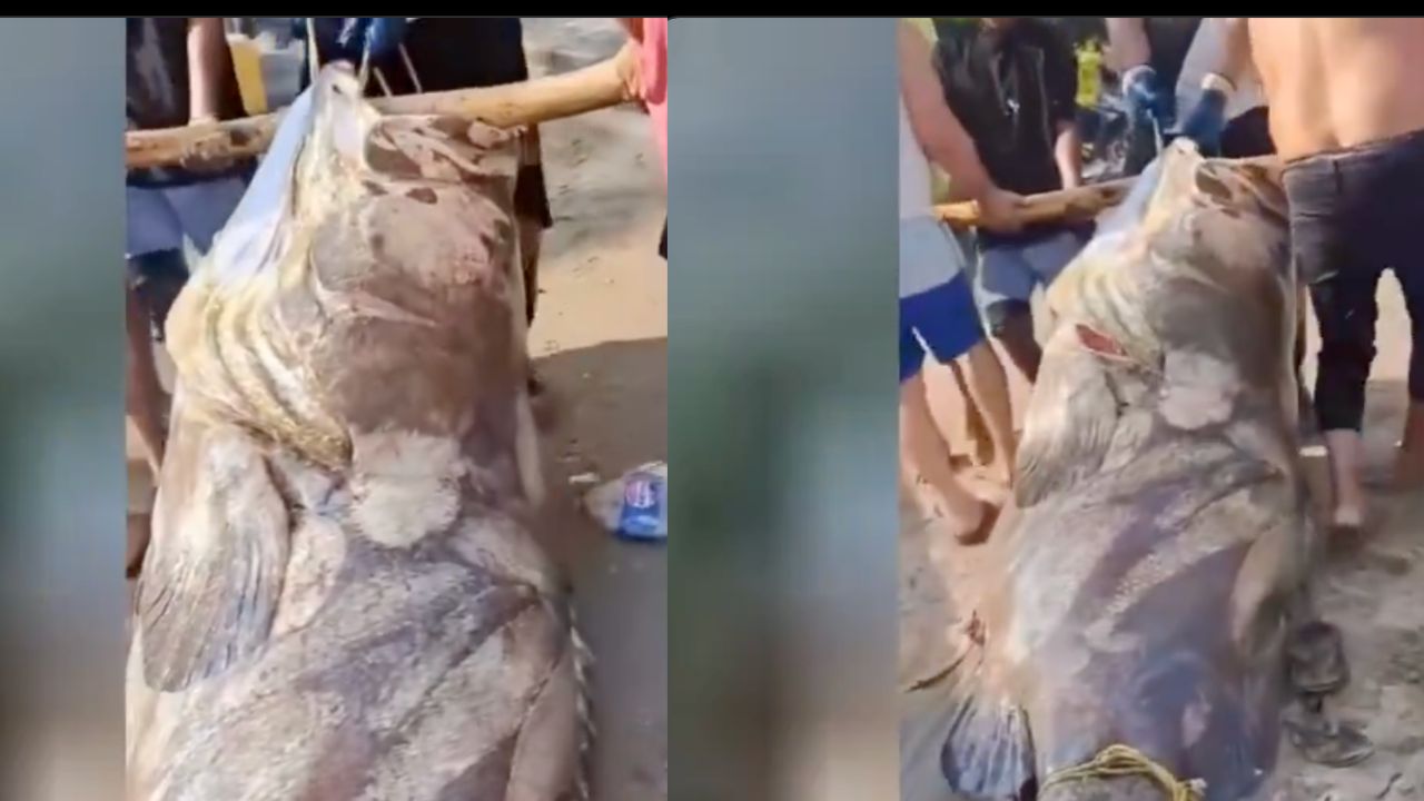Pescadores atrapan enorme pez cherna de más de 250 kilos en Tabasco