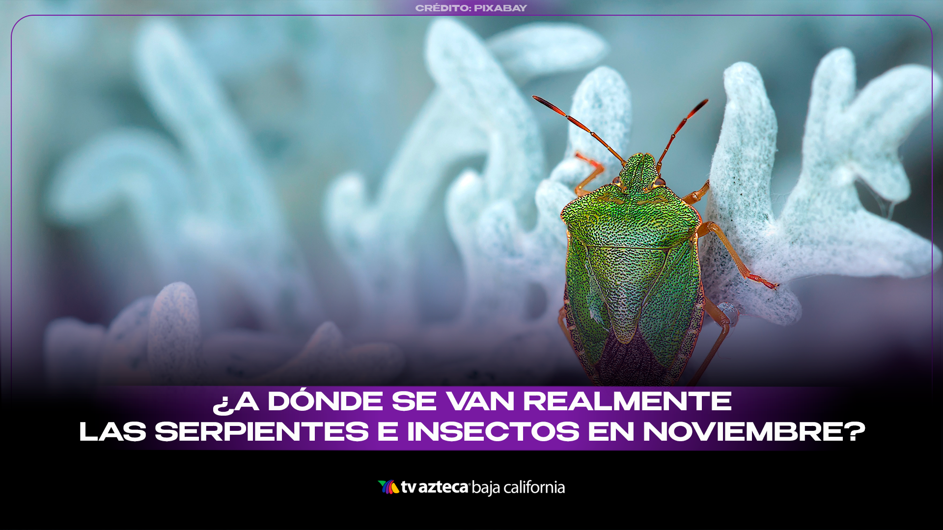 ¿A dónde van las serpientes e insectos en invierno? Brumación y diapausa