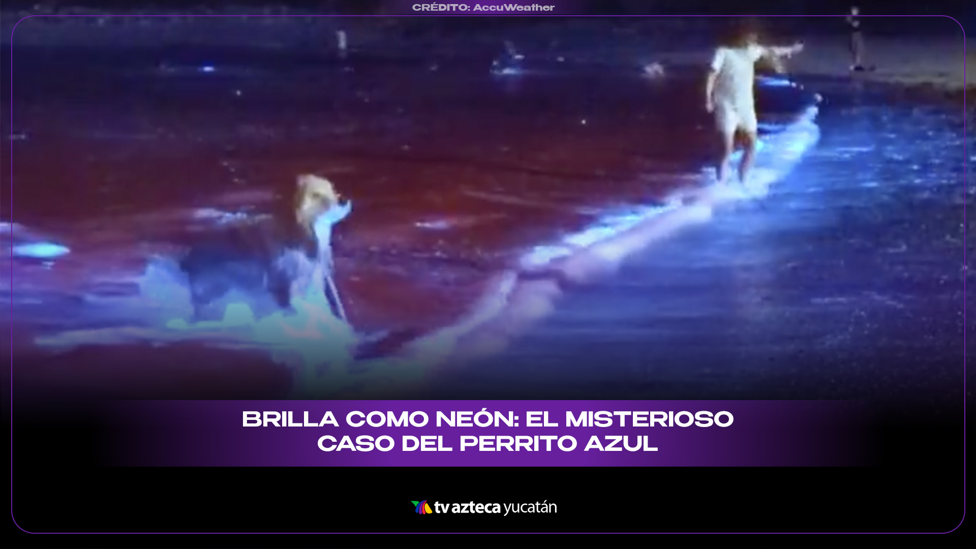 Perrito nada en el mar bioluminiscente de Nueva Zelanda y su brillo ...