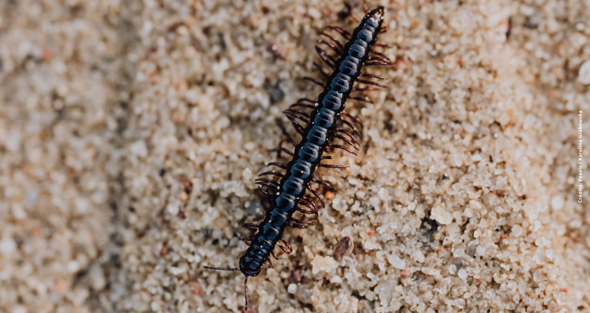 Ciempiés: ¿Qué significa encontrarlo en tu casa?