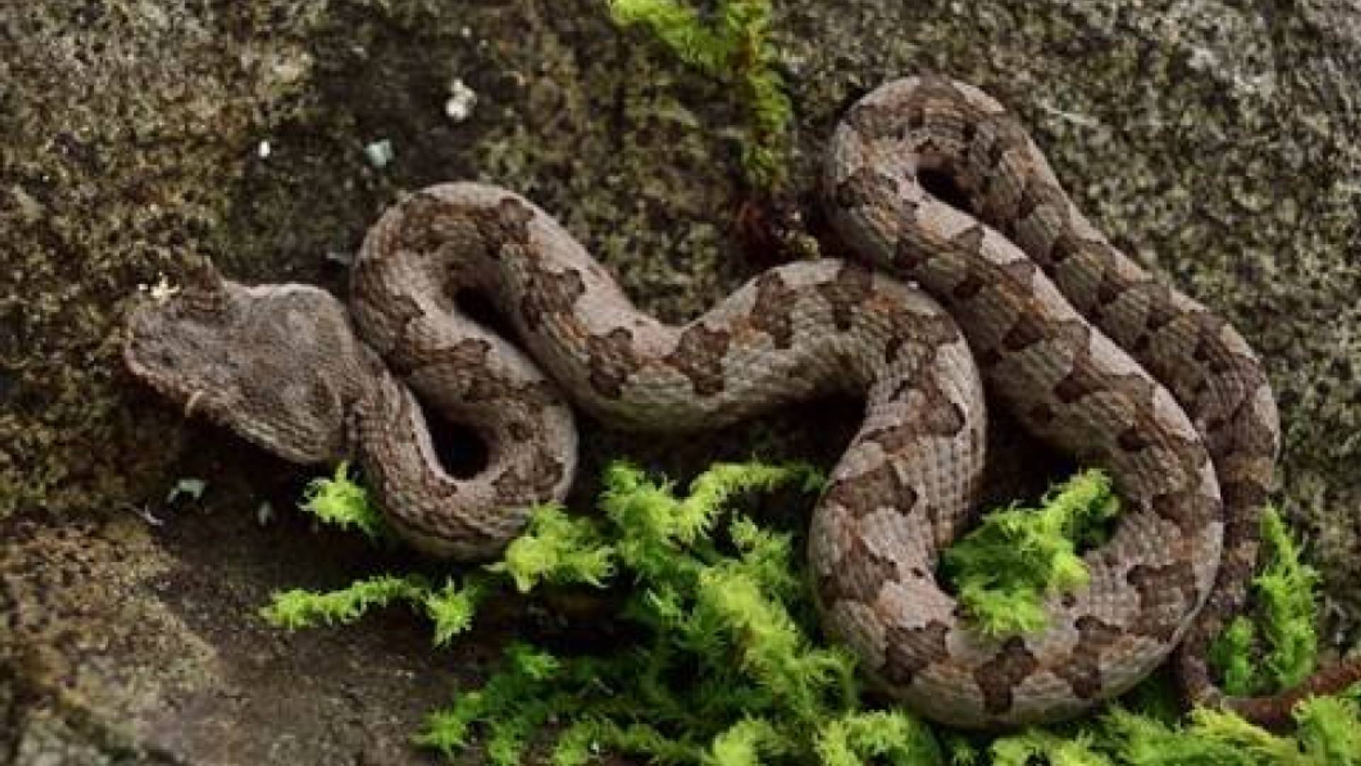 ¿Cuáles son las 10 curiosidades de la serpiente nauyaca en Quintana Roo ...