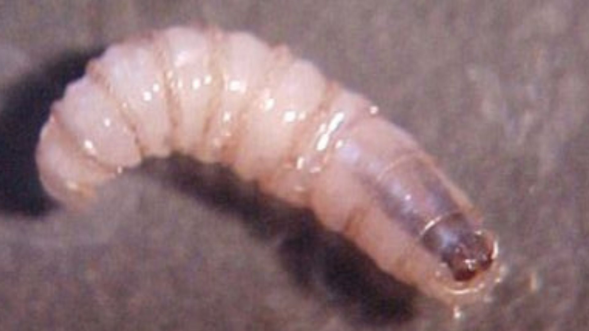 Detectan un caso más de gusano barrenador, ahora en una aguililla