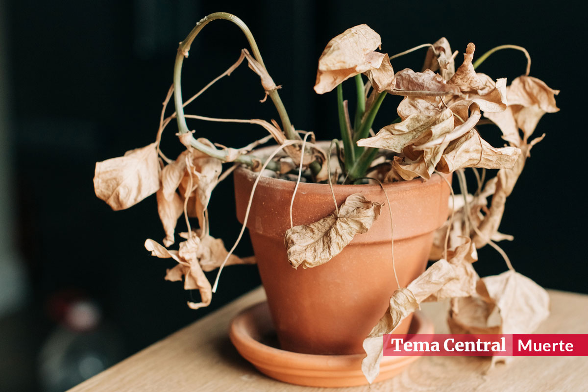 Plantas muertas: guía de cómo saber si murieron y cómo rescatarlas