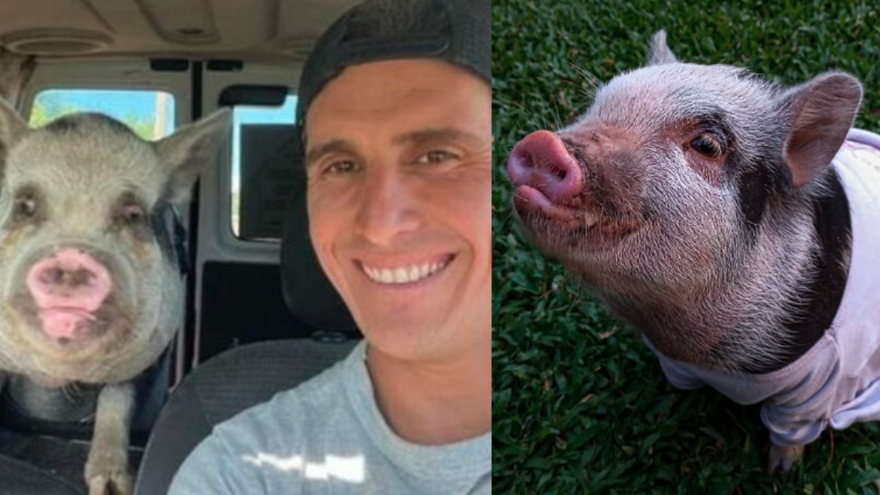 Argentina. Dan en adopción a cerdito y su nuevo dueño lo hace a la parrilla
