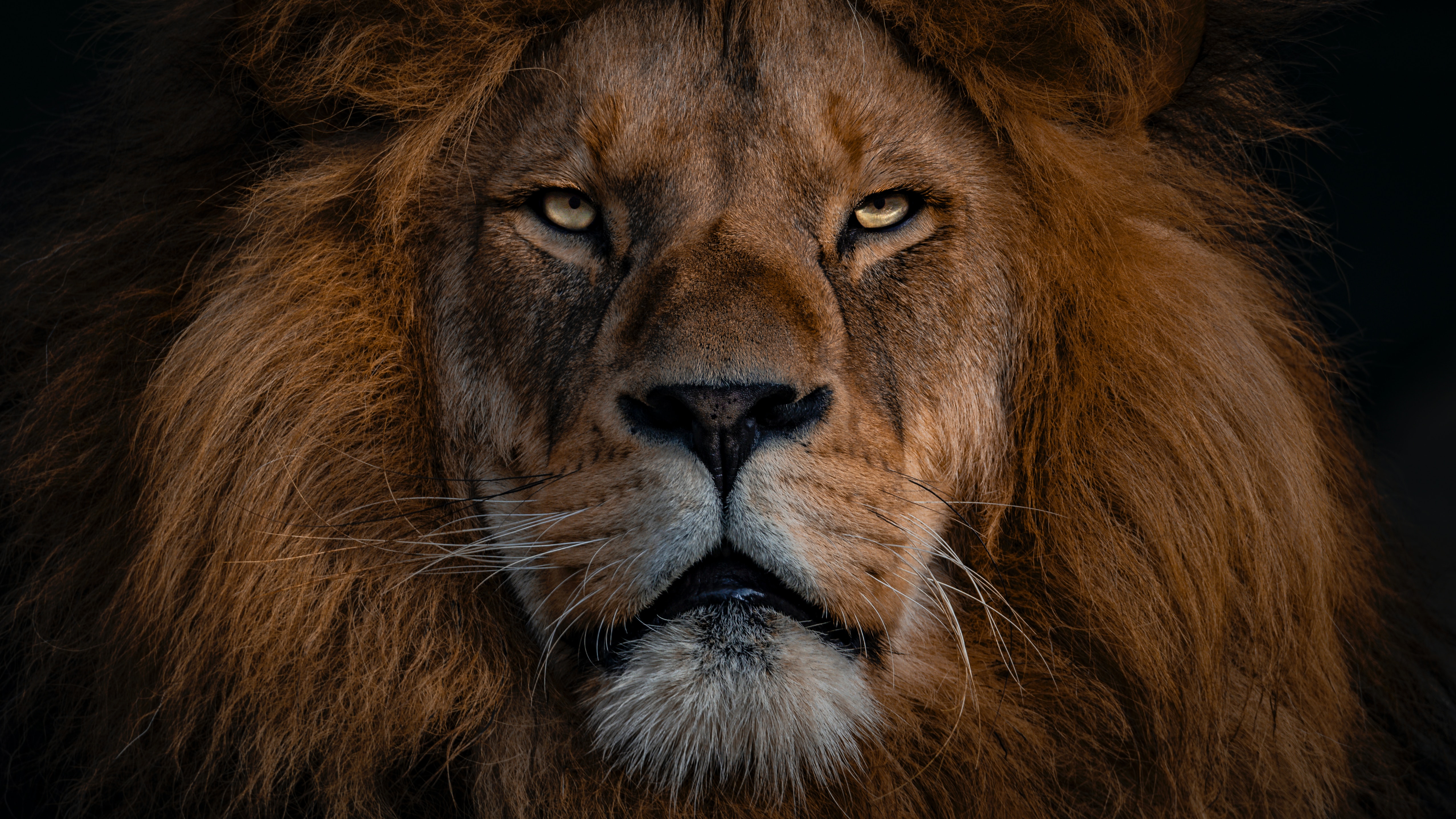 Ataque de león MATA a un niño de 6 años en un zoológico