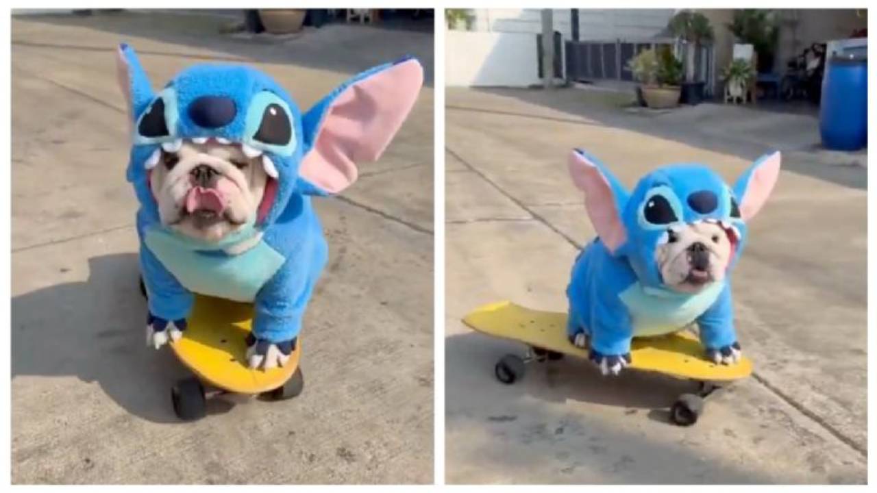 Increíble: bulldog disfrazado de Stitch sorprende con su equilibrio en ...