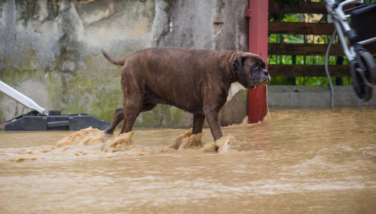 Cuantos Perros Murieron En El Espacio