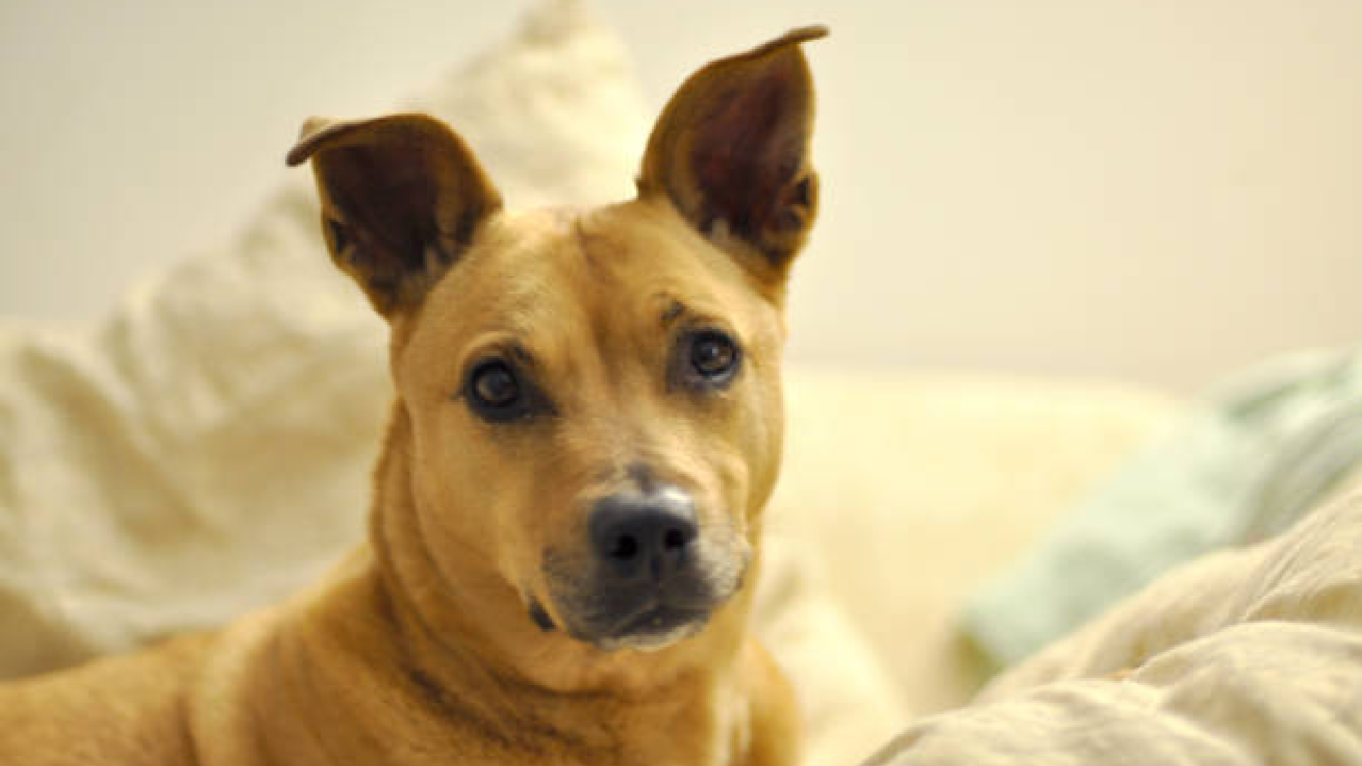 Perro Caramelo es reconocido en Edomex y México ya tiene cuatro razas ...