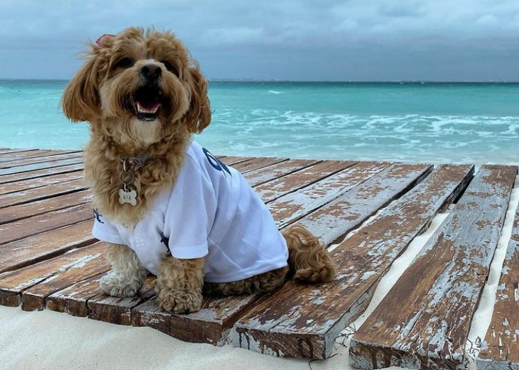 ¿Cómo cuidar a tu perrito en la playa? Las recomendaciones y consejos ...