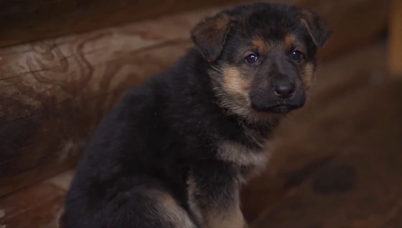 ¡Legado de Proteo! México tendrá un nuevo perrito rescatista donado por ...