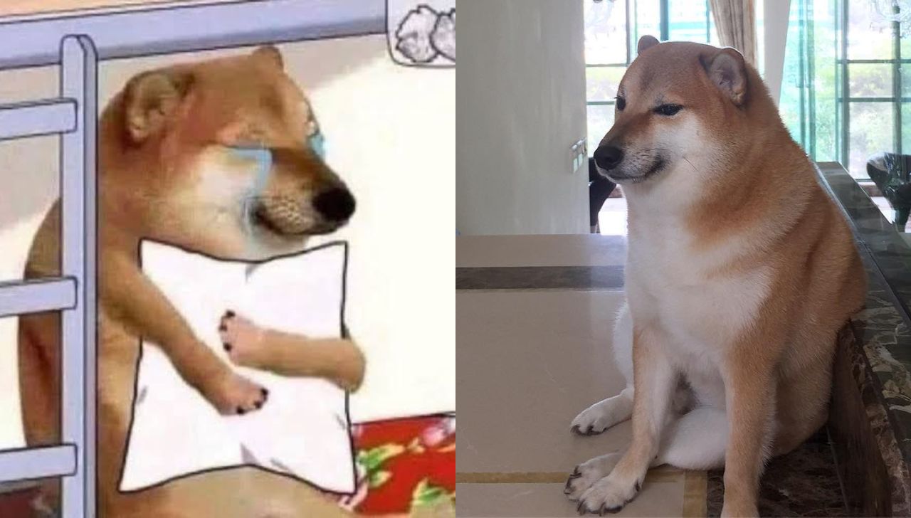 Muere Cheems, el perrito viral de los memes que conquistó las redes ...