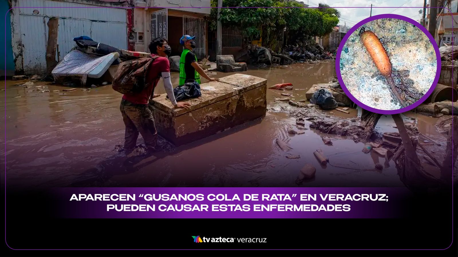 Gusanos cola de rata en Poza Rica ¿qué tan peligroso es y cómo afecta?