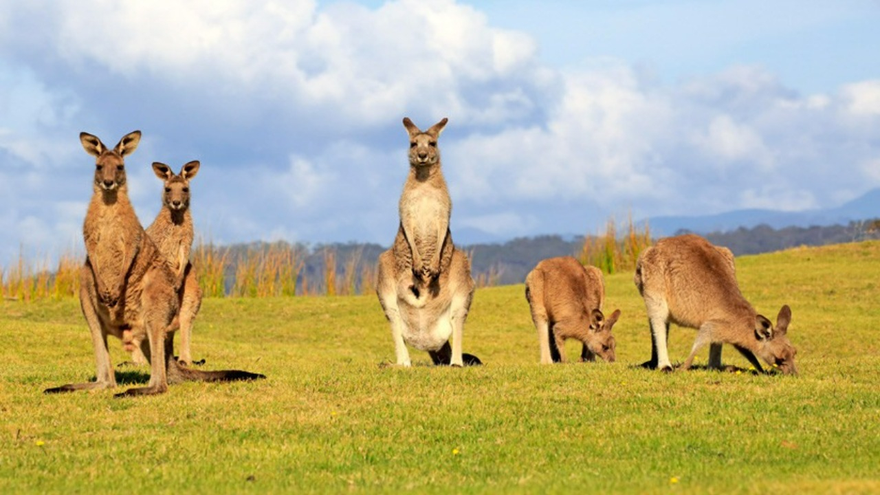 Canguros de Australia podrían ser sacrificados para no morir de hambre