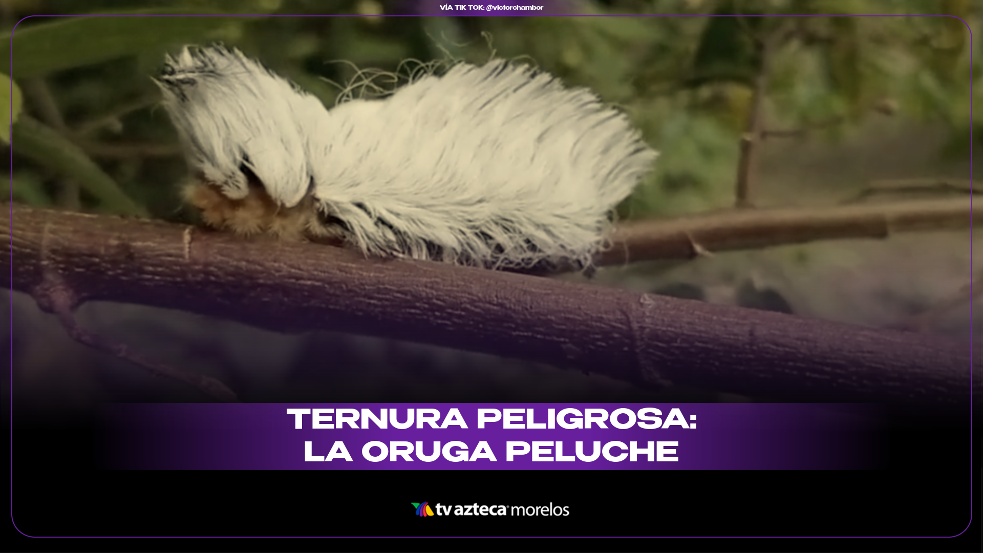¡Cuidado con la “oruga peluche! Este tierno insecto puede hacerte pasar un mal rato