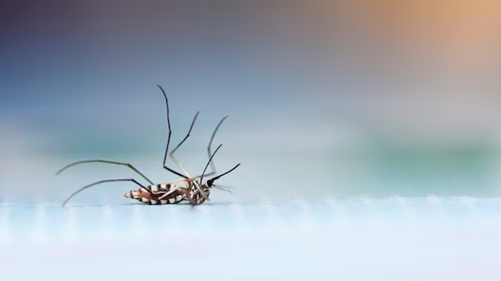 Repelente natural de mosquitos y sancudos ¡Receta para hacer en casa!