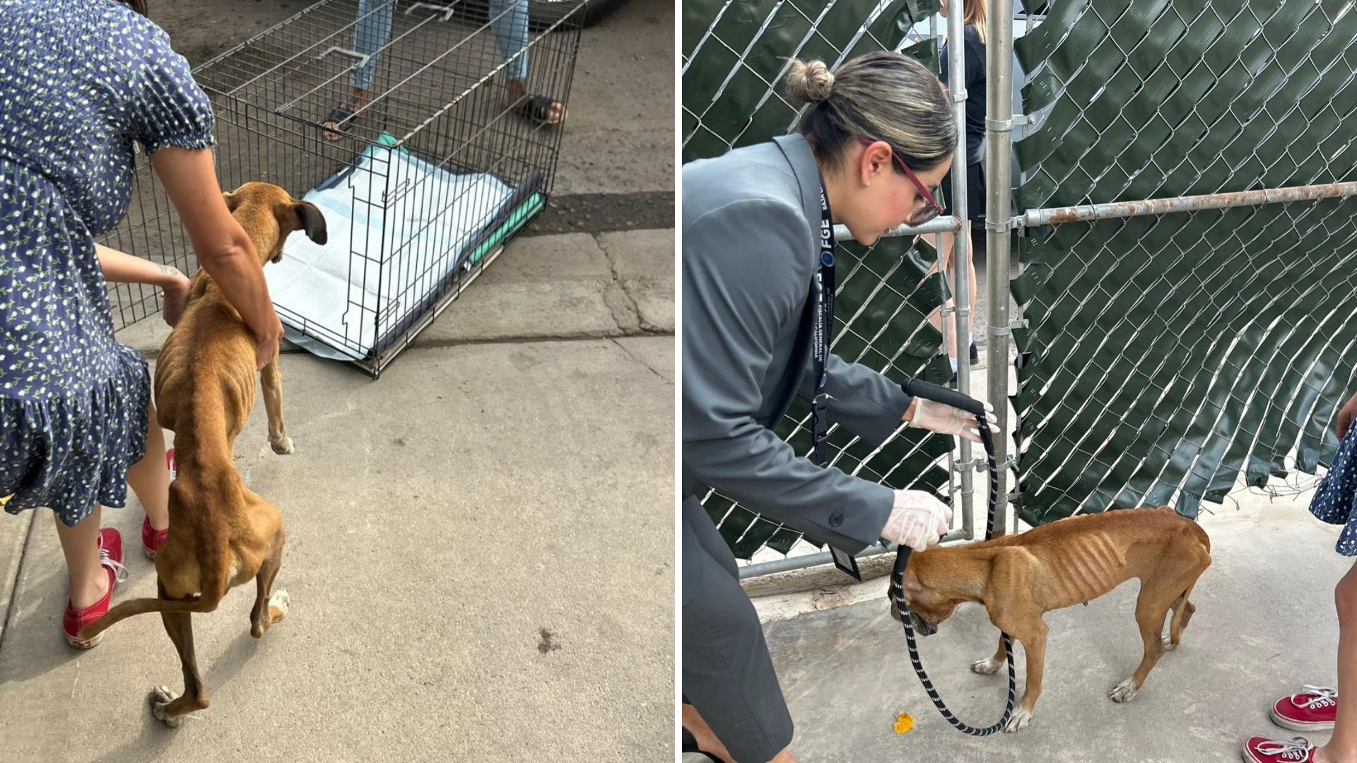 Perrito desnutrido es rescatado tras cateo en Mexicali