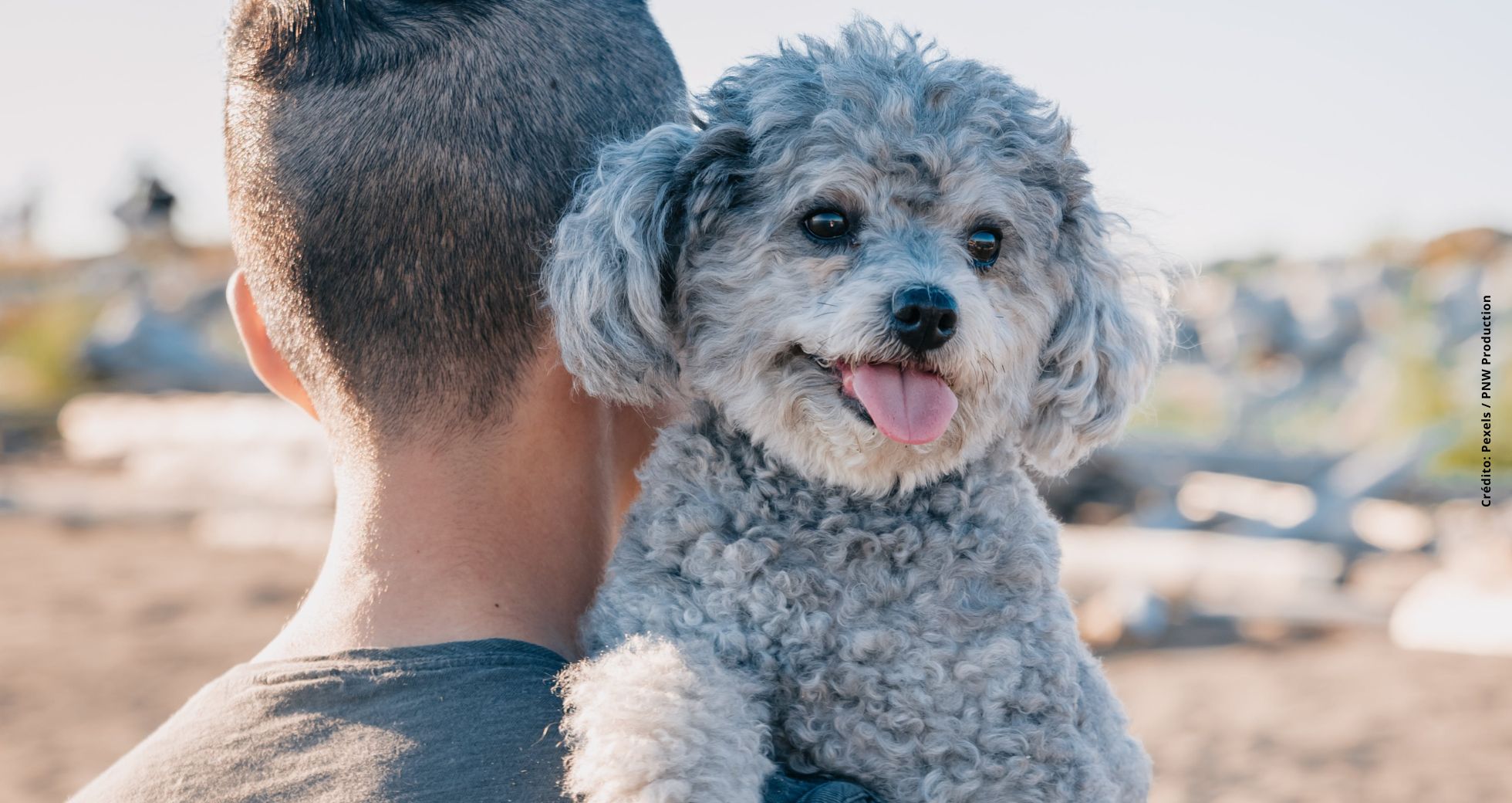 ¿Cuáles son las razas de perros que pierden poco pelo?