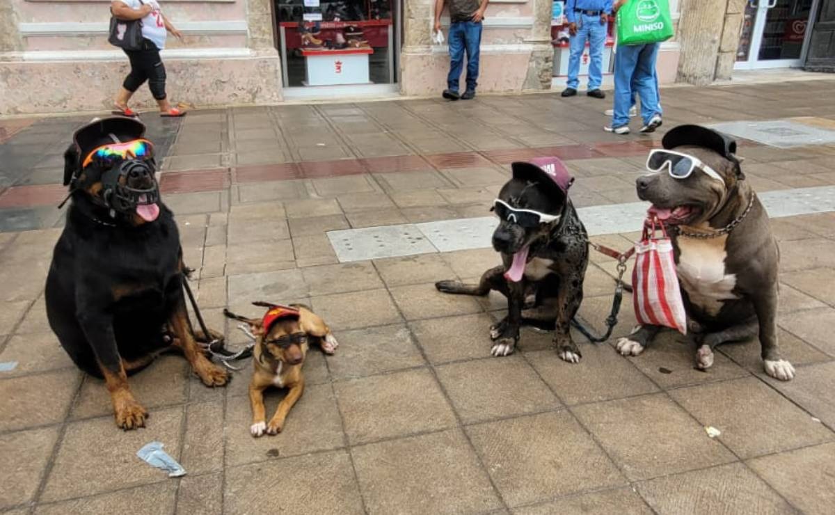 Así fueron captados estos perros pitbull en Mérida y se volvieron virales