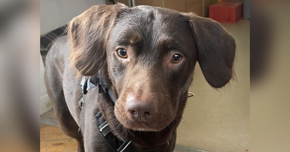 Coco es el primer perro en tratamiento por alcoholismo