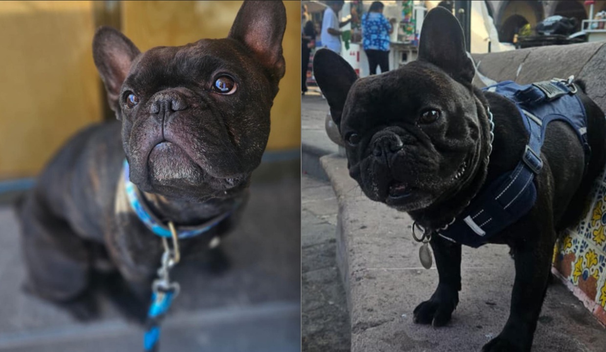 Buscan a perrito que fue robado en robo a casa en Cholula
