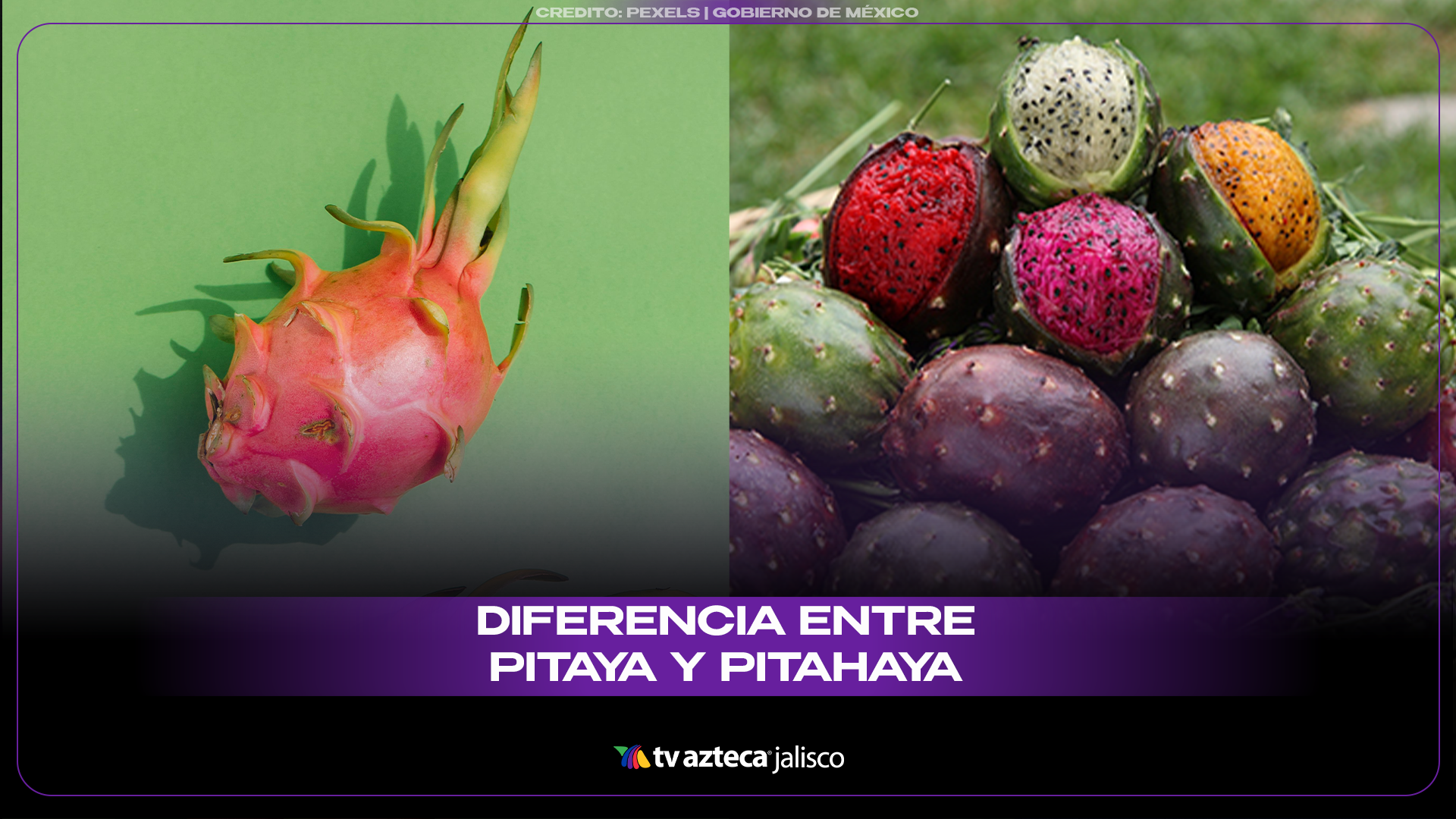 ¿Cómo diferenciar una pitaya de una pitahaya? ¿Cuál es la temporada en ...