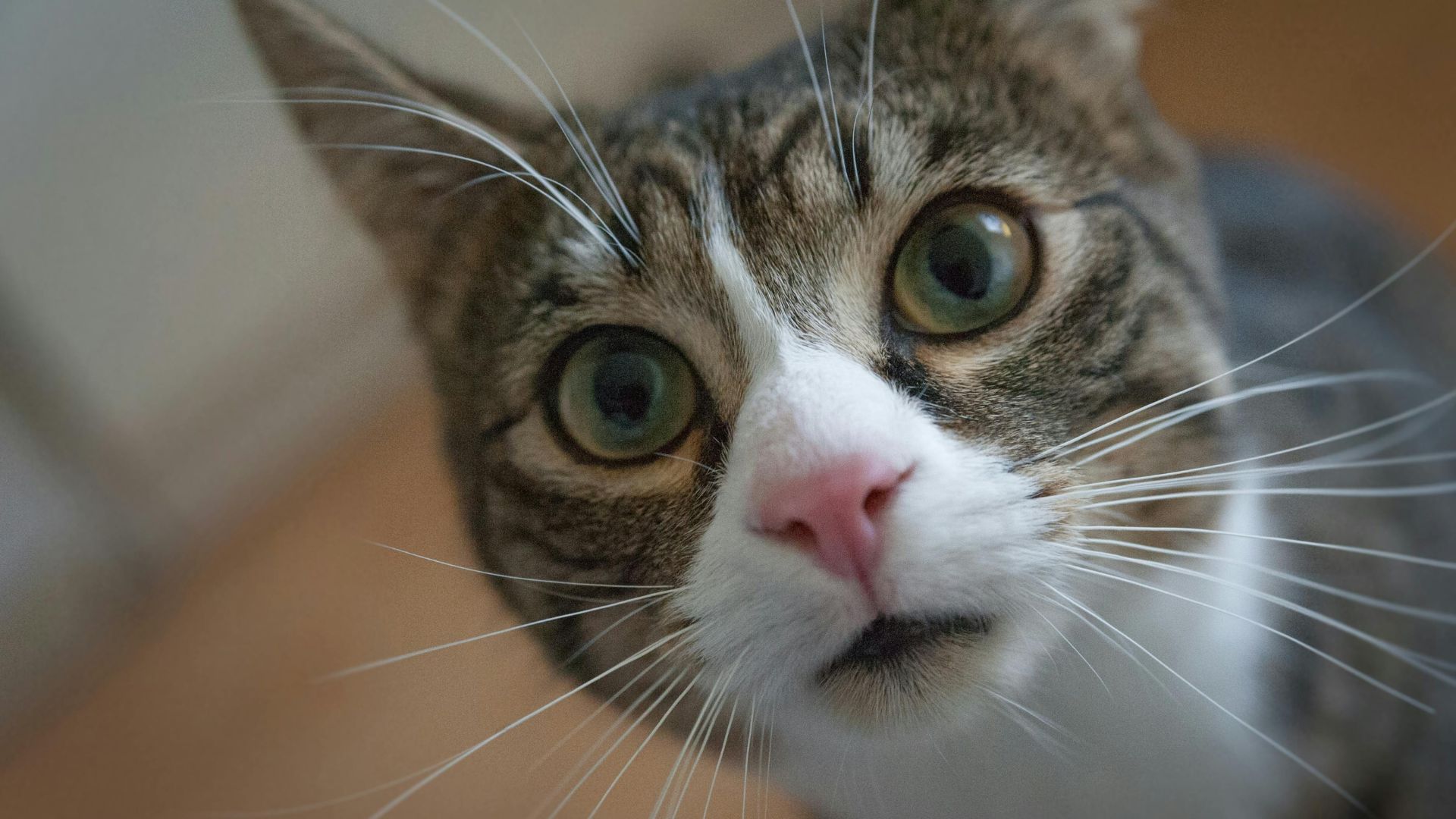 Hongo de gatos a humanos: qué es Sporothrix brasiliensis, síntomas y ...