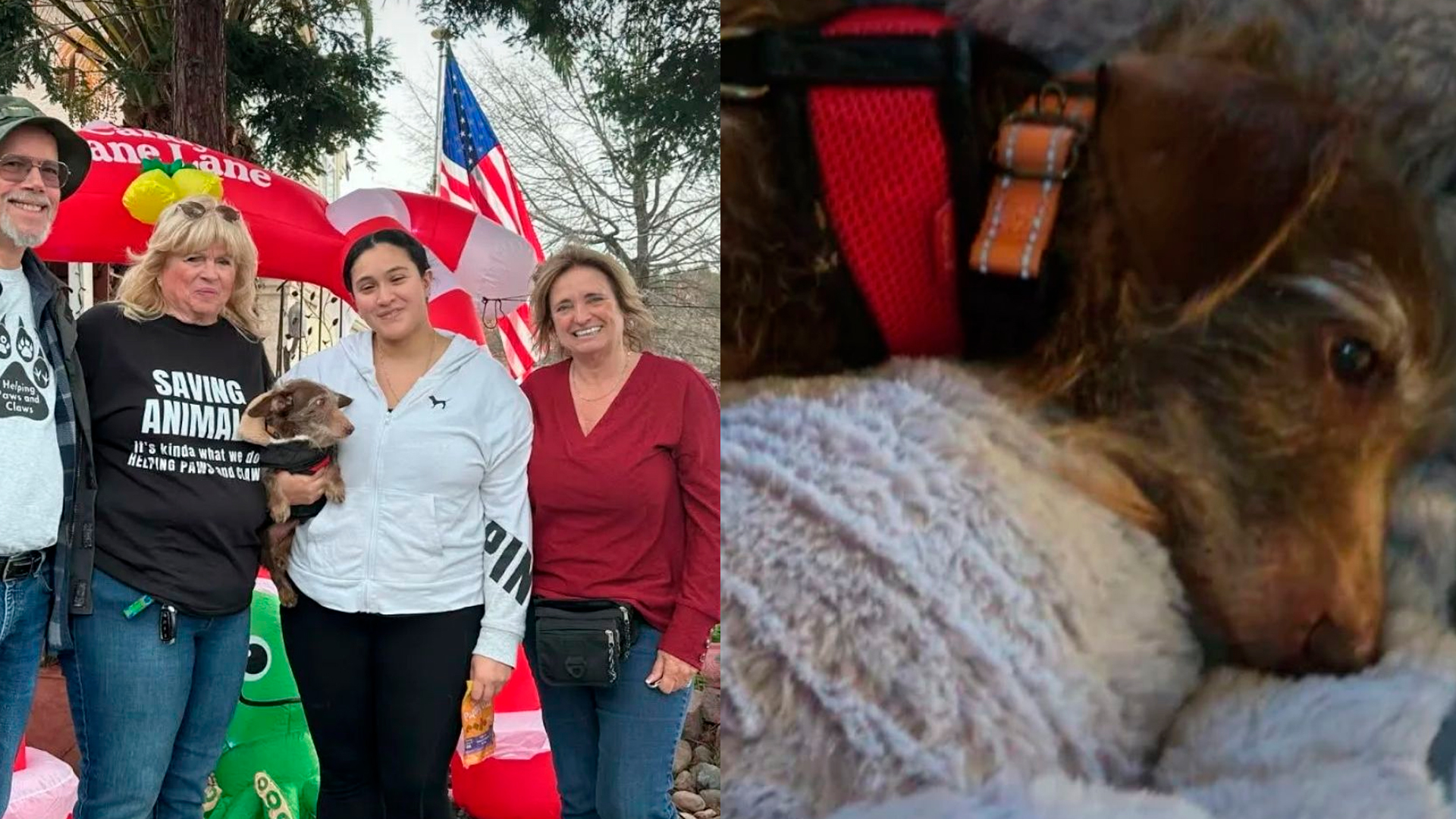 Choco: El perrito que volvió a casa tras 5 años y 3 mil km perdido