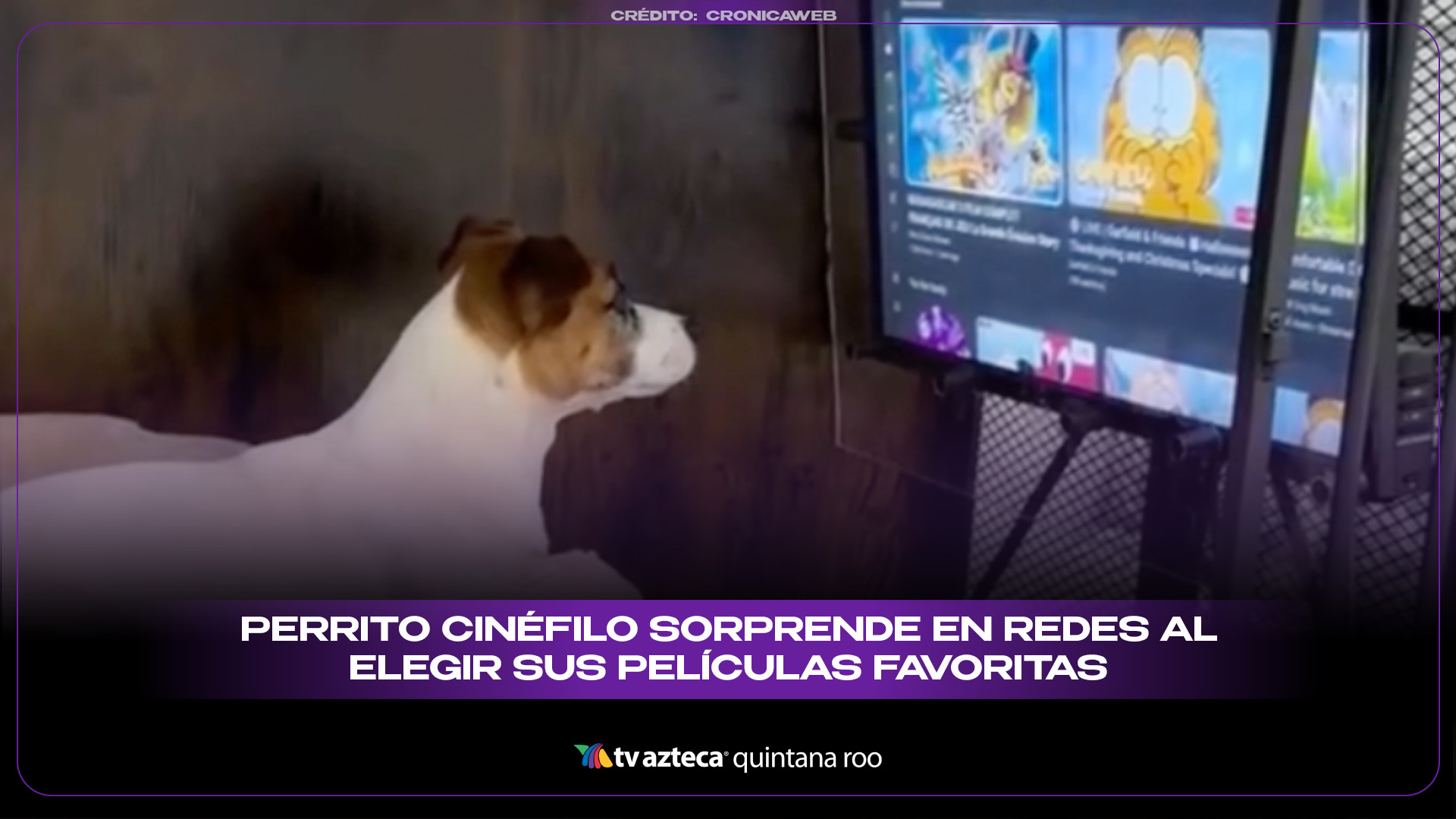 Perrito cinéfilo sorprende en redes al elegir sus películas favoritas