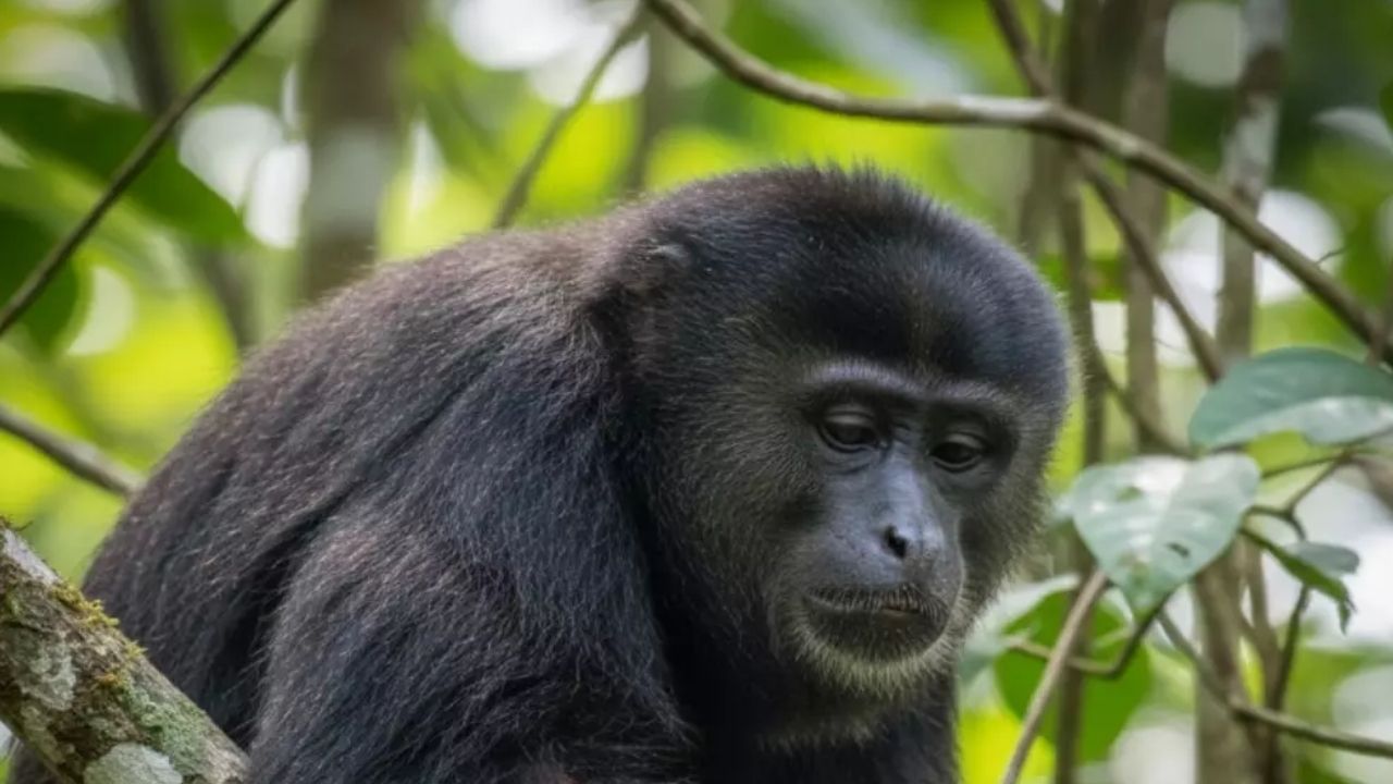 Mono saraguato muere por gusano barrenador en Chiapas