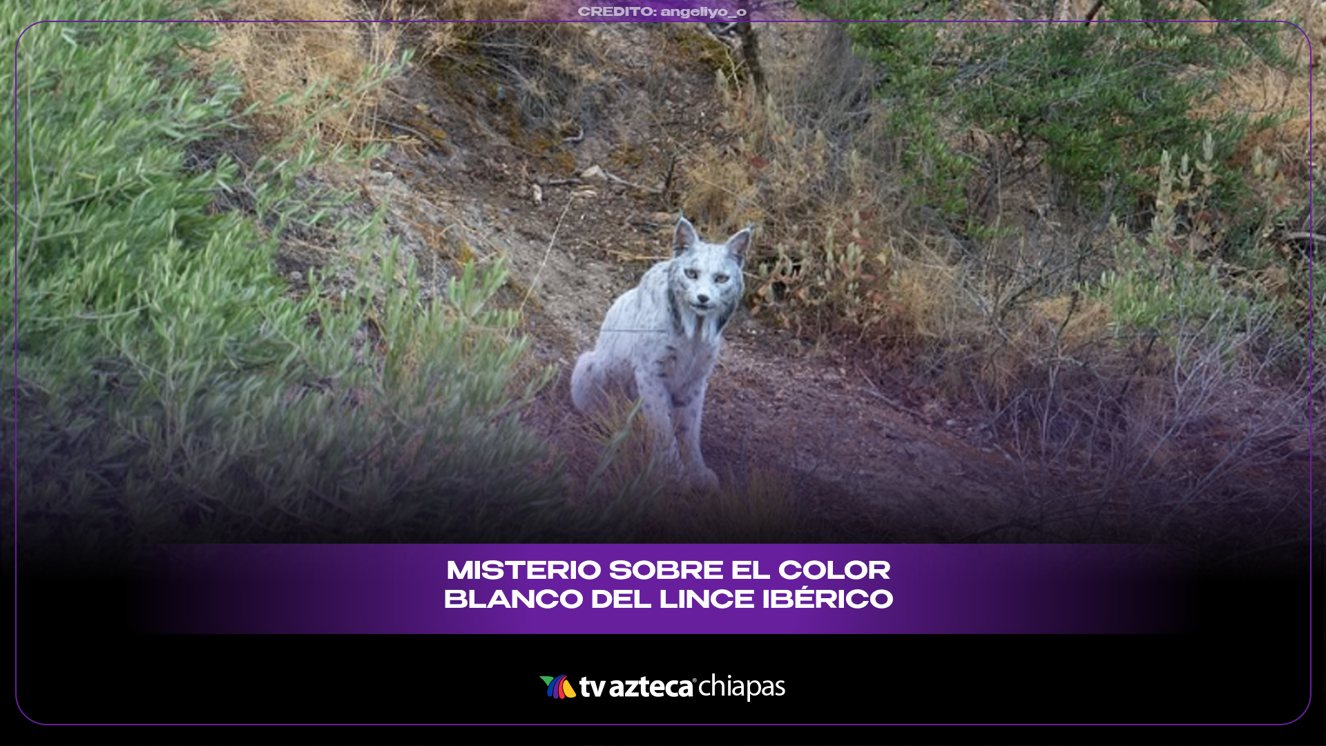 Captan en España al primer lince ibérico blanco: un fenómeno nunca ...