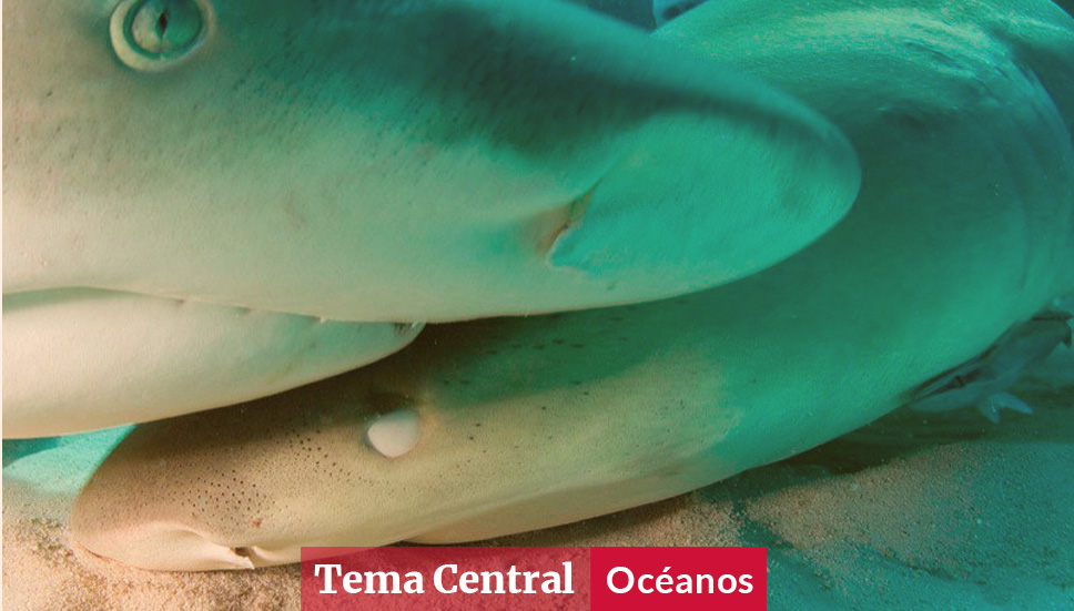 ¿Amistad? Descubren comportamiento social en tiburones