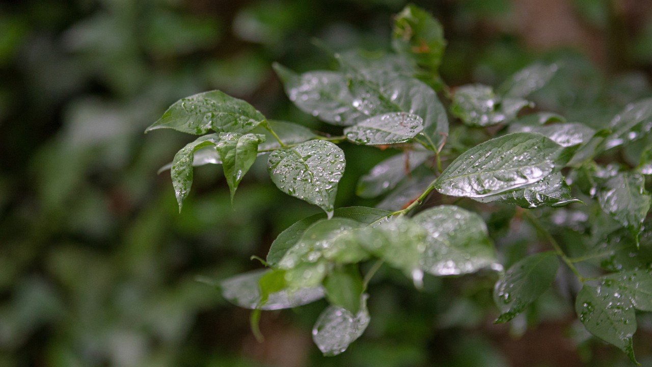 Pronóstico del tiempo en Querétaro hoy 7 septiembre de 2023 por municipios