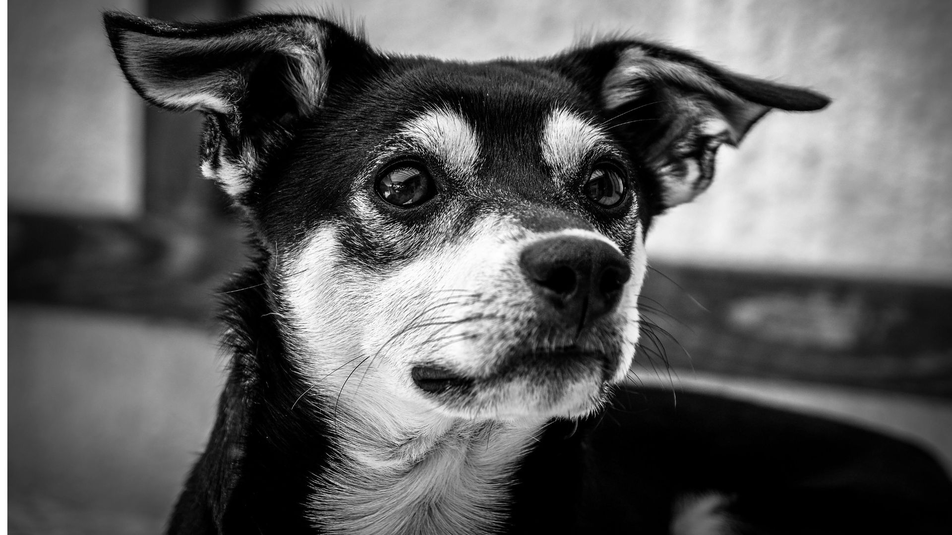 Perro de youtuber: ¿Qué dijo luego de que se lo robaron?