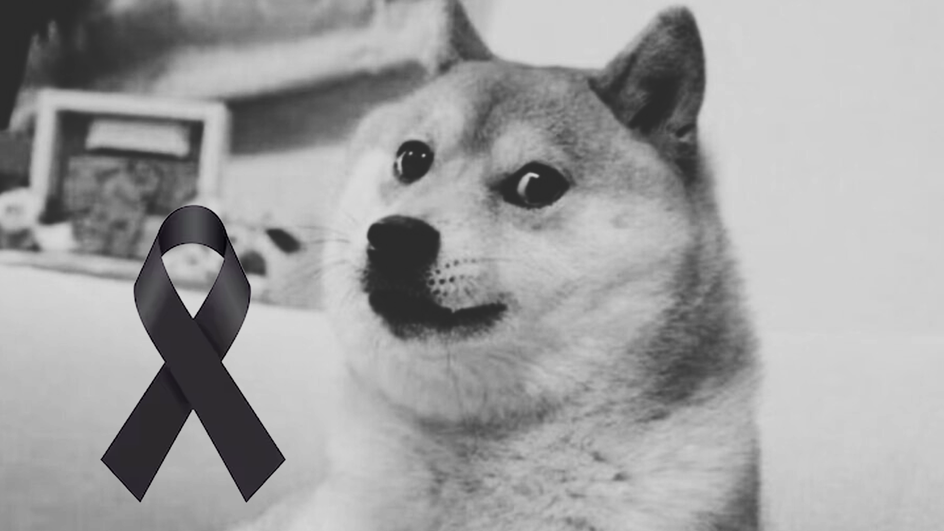 ¡Último adiós a Kabosu! La famosa perrita del meme “Doge” y las Dogecoin