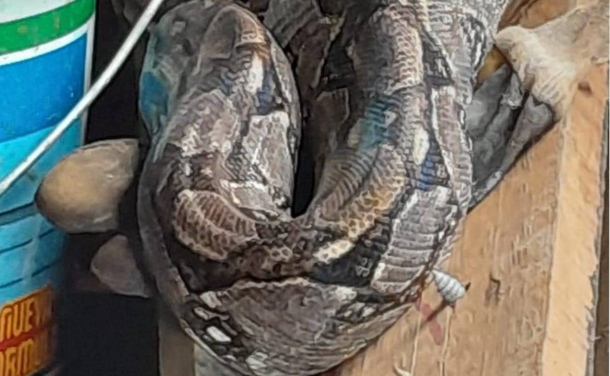 Enorme boa sorprende a vecina de Kanasín; esto debes hacer al encontrar ...