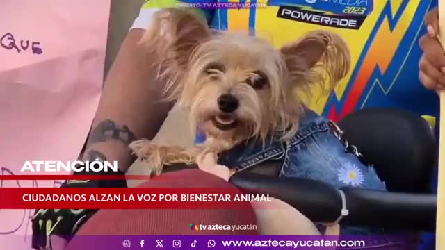 Manifestación por el bienestar animal se lleva a cabo en la Plaza Grande