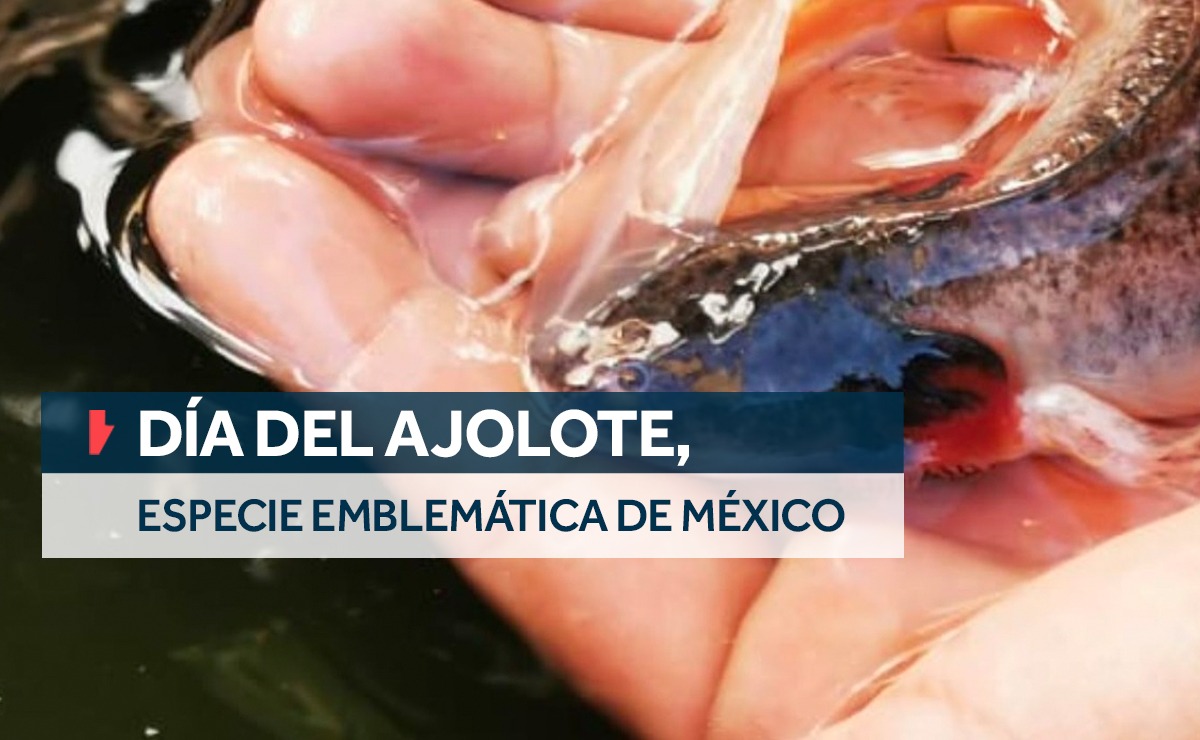 Día del ajolote, ¿cuál es la importancia de esta especie?