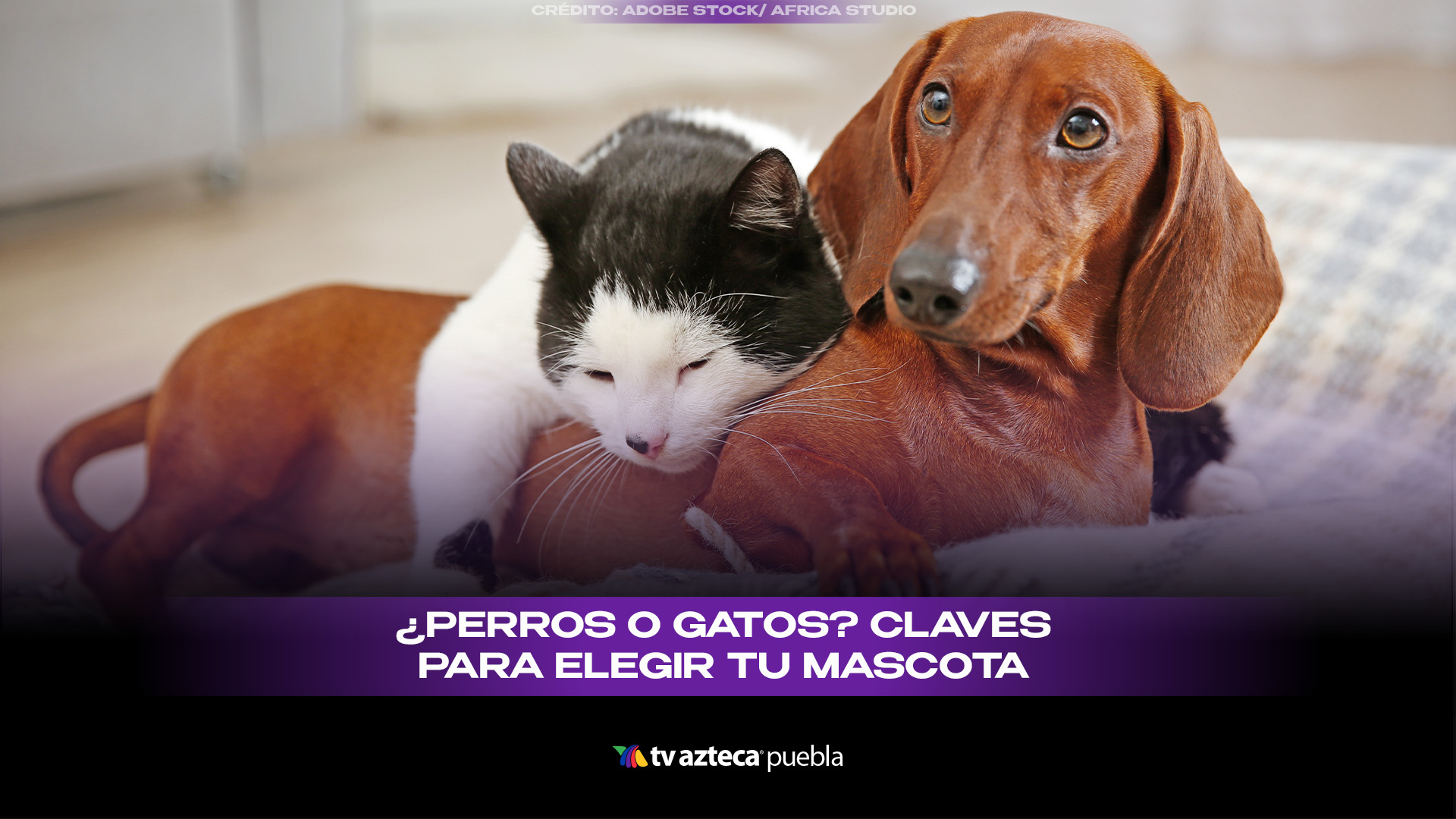 Qué mascota elegir: diferencias entre tener un perro o un gato