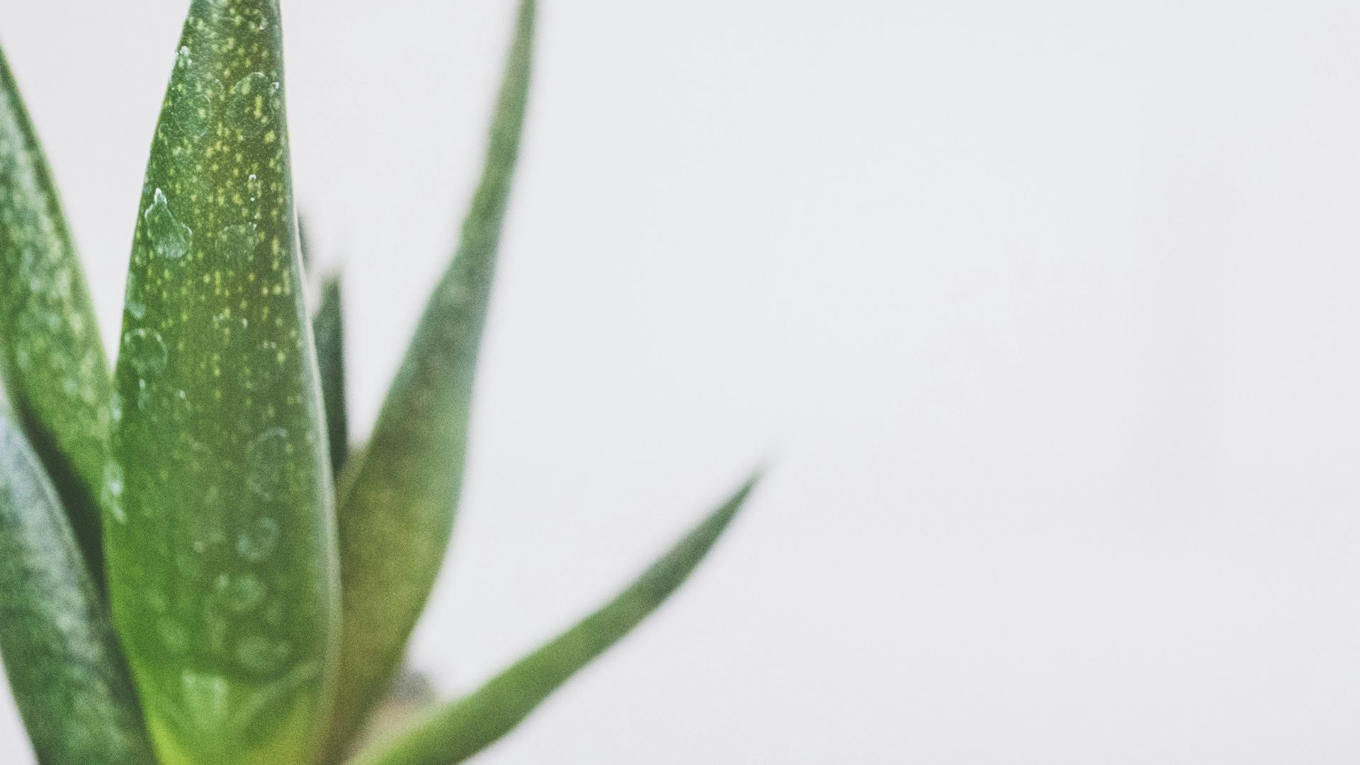 ¿Cuáles son los beneficios del aloe vere?