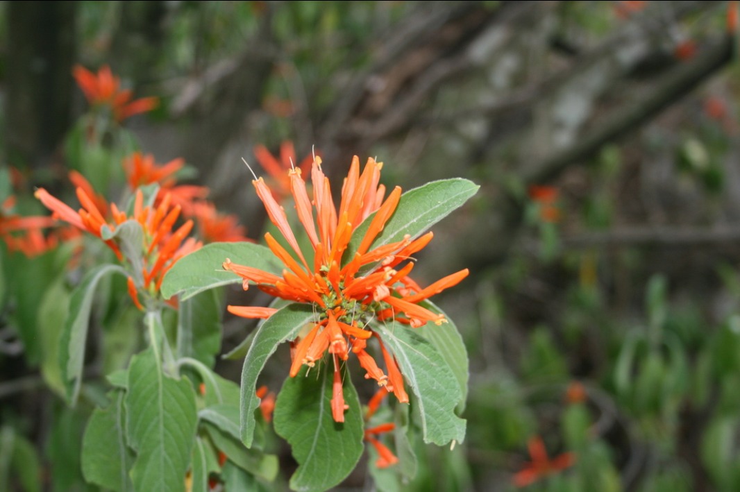 Los beneficios del muicle planta mexicana
