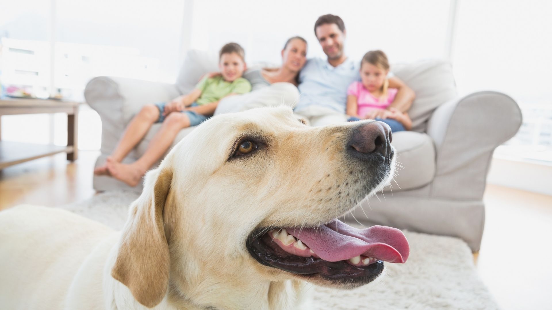 El secreto de una mayor longevidad en tu perrito