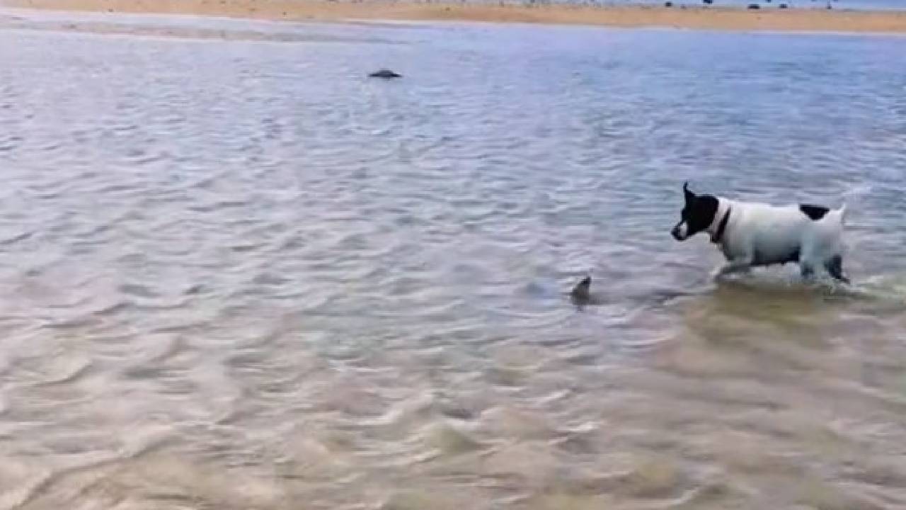 Amistad entre perrita y tiburón se viraliza (VIDEO)