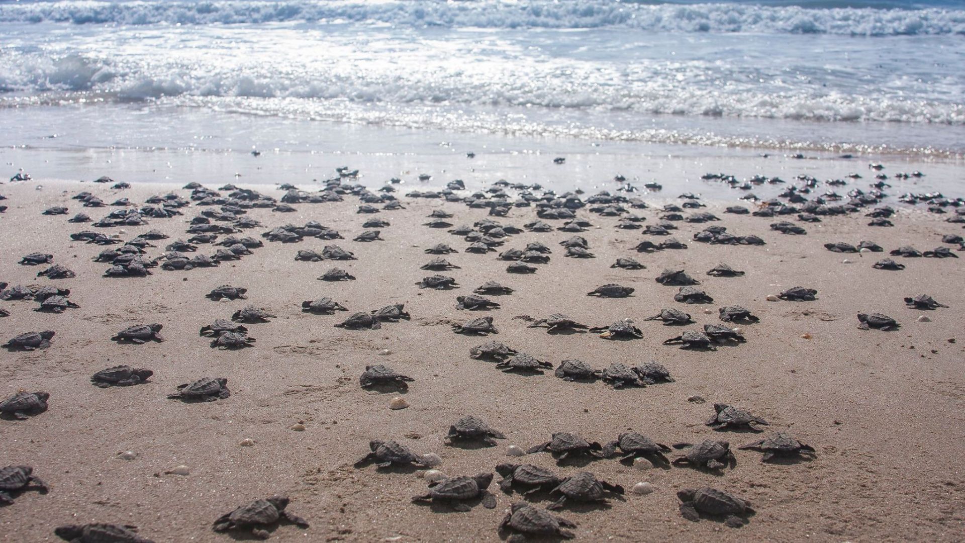 Santuario Playa El Verde Camacho: nueva Área Natural Protegida de Sinaloa
