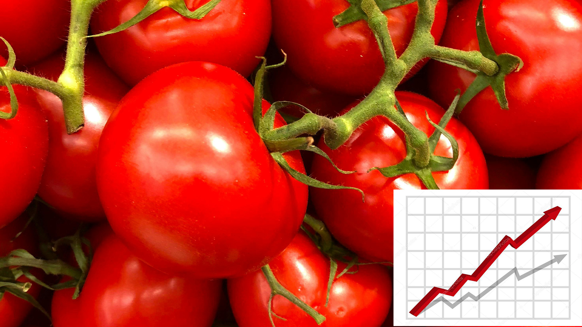 ¿Cuál es el precio del jitomate hoy 12 de mayo de 2025? Esto vale el ...