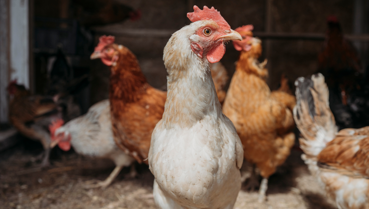 Hormonas en pollos: ¿Realidad o mito? UNAM revela la verdad